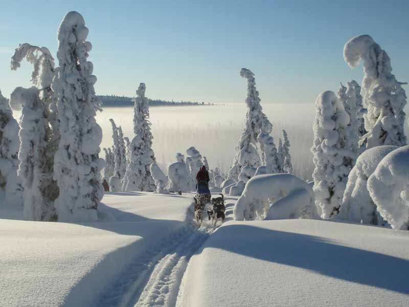 Dog Sledding & Northern Lights in Vindelfjällen | Nature Travels